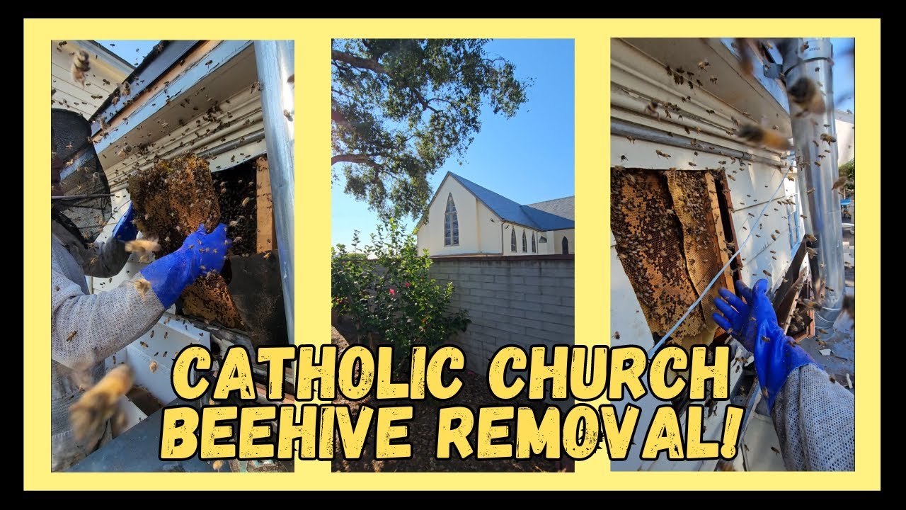 Super Massive Beehive Removal At A Catholic Church! #bees #honey # ...