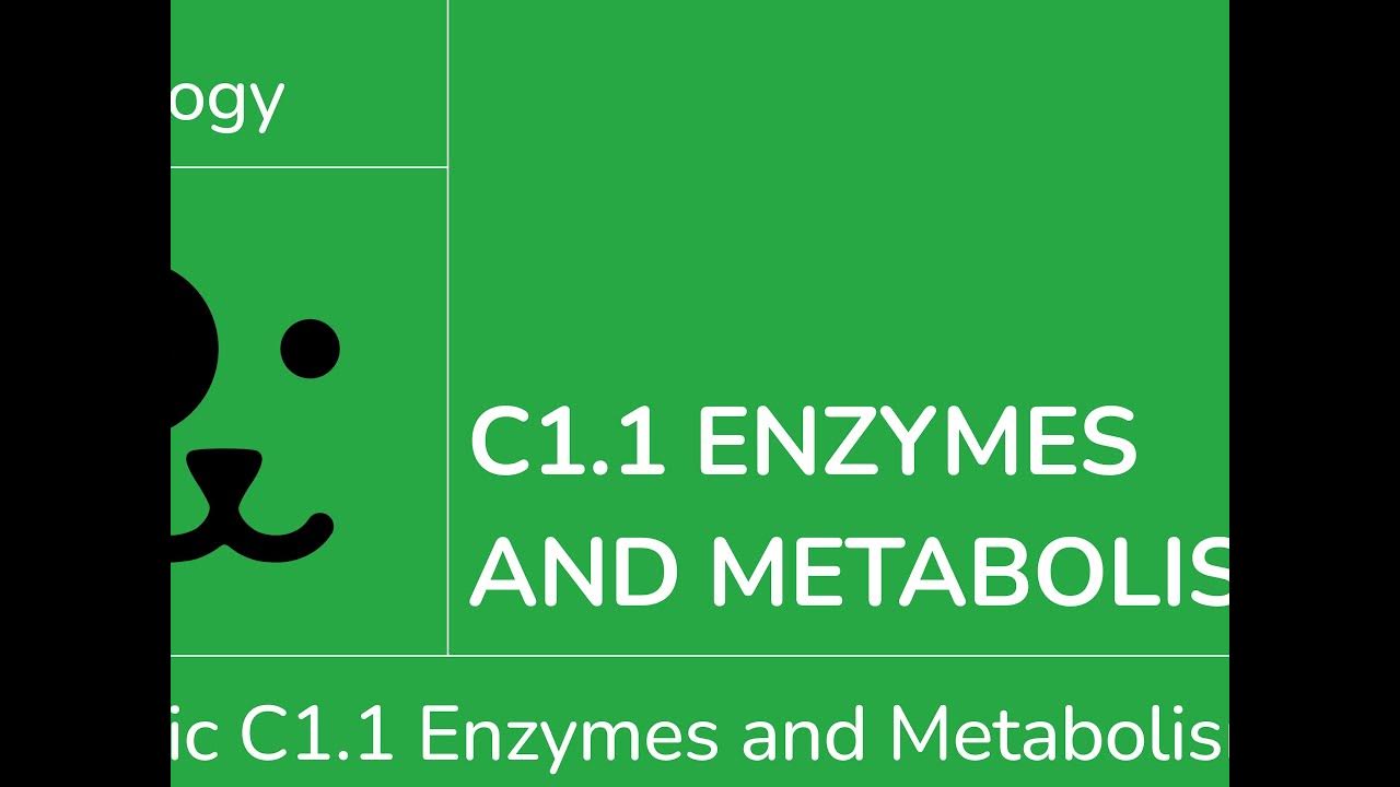 C1.1 Enzymes and Metabolism [IB Biology SL/HL] - YouTube