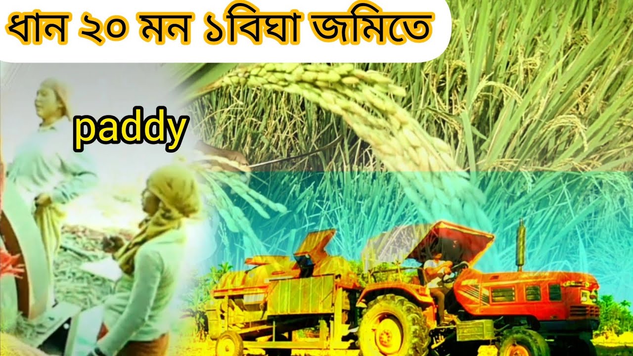 Good quality rice. How rice is harvested in the village. - YouTube