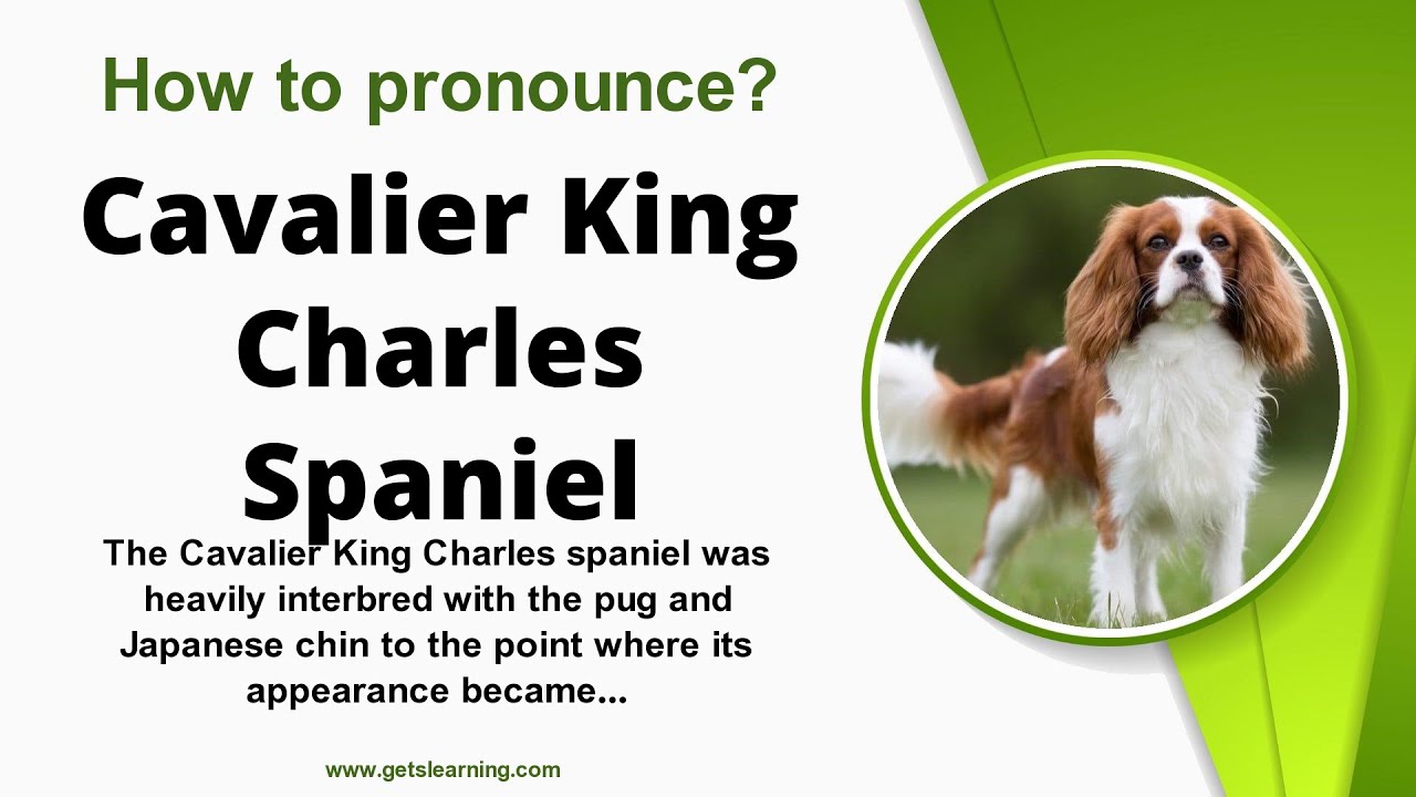 How to pronounce (Cavalier King Charles Spaniel) in English correctly ...
