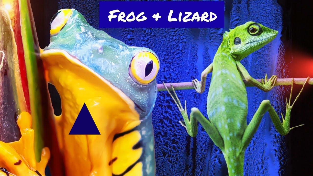 Talking Lizard & Talking Frog Meet - Mr Frog Meets Mr Lizard - Funny ...