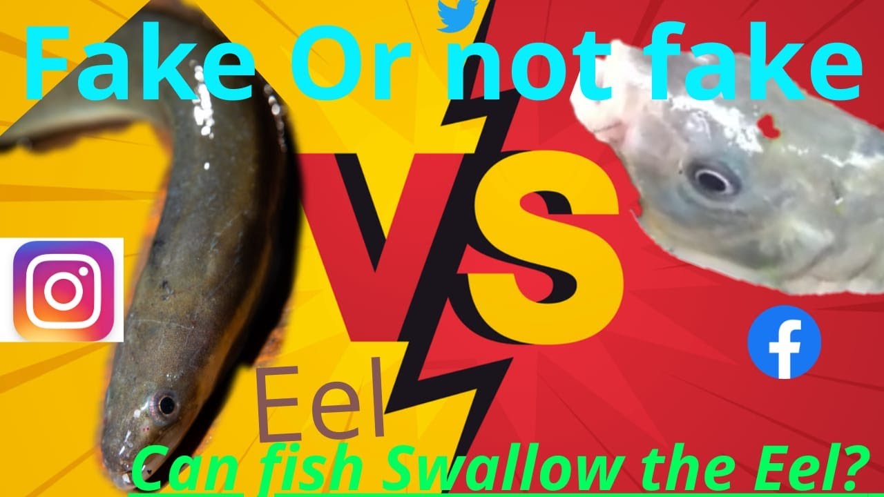 Fish vs Eel || Fake or Not Fake || CRAZY TIME - YouTube
