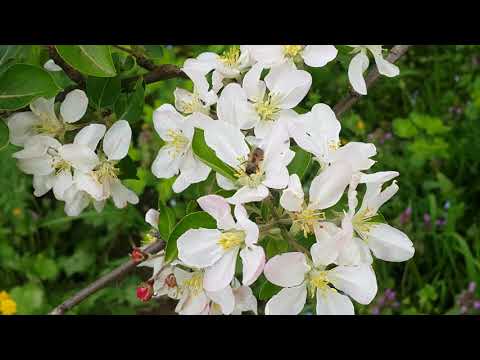 Bal Arıları Çiçeklerden Bal Topluyor