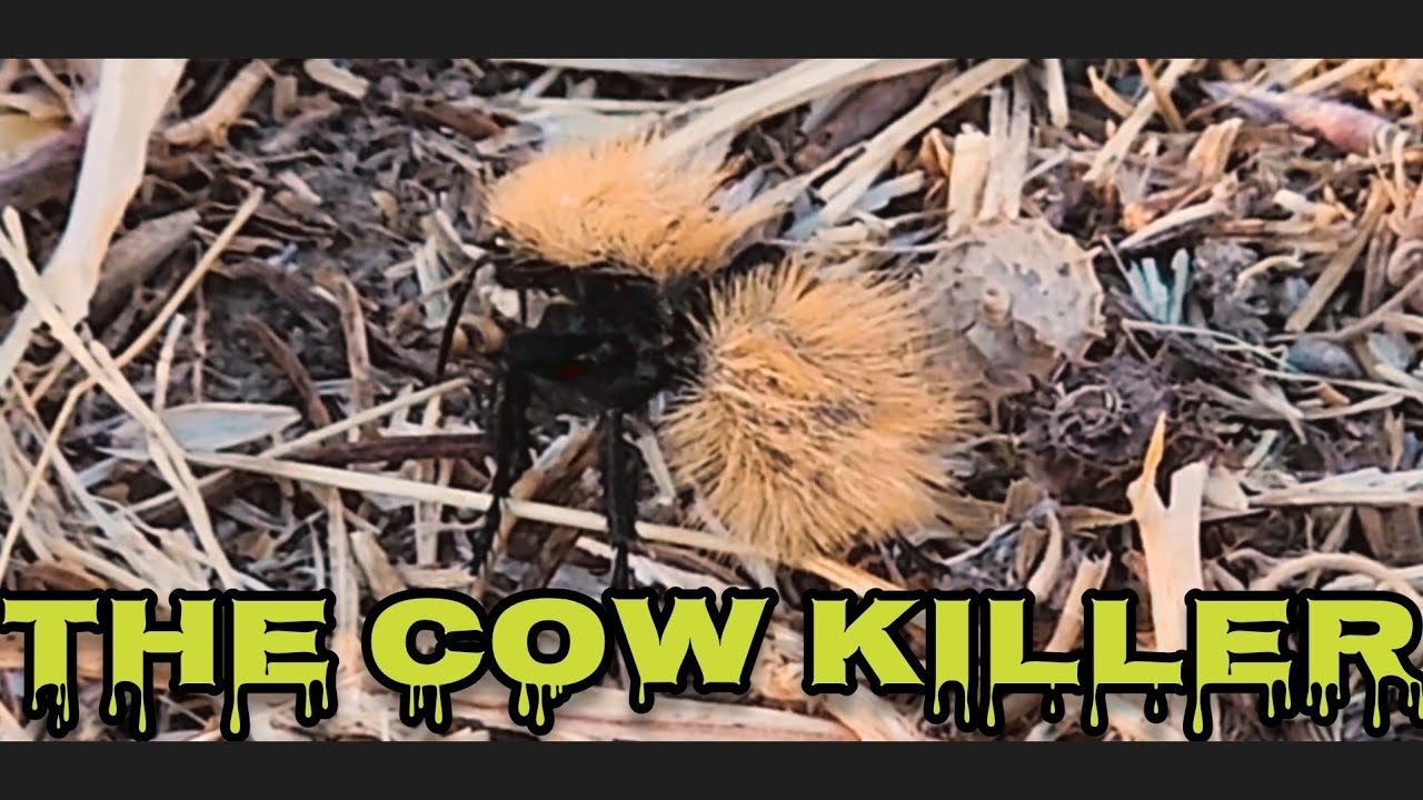 The 'Cow Killer' (Wingless Wasp) BIG STING - YouTube
