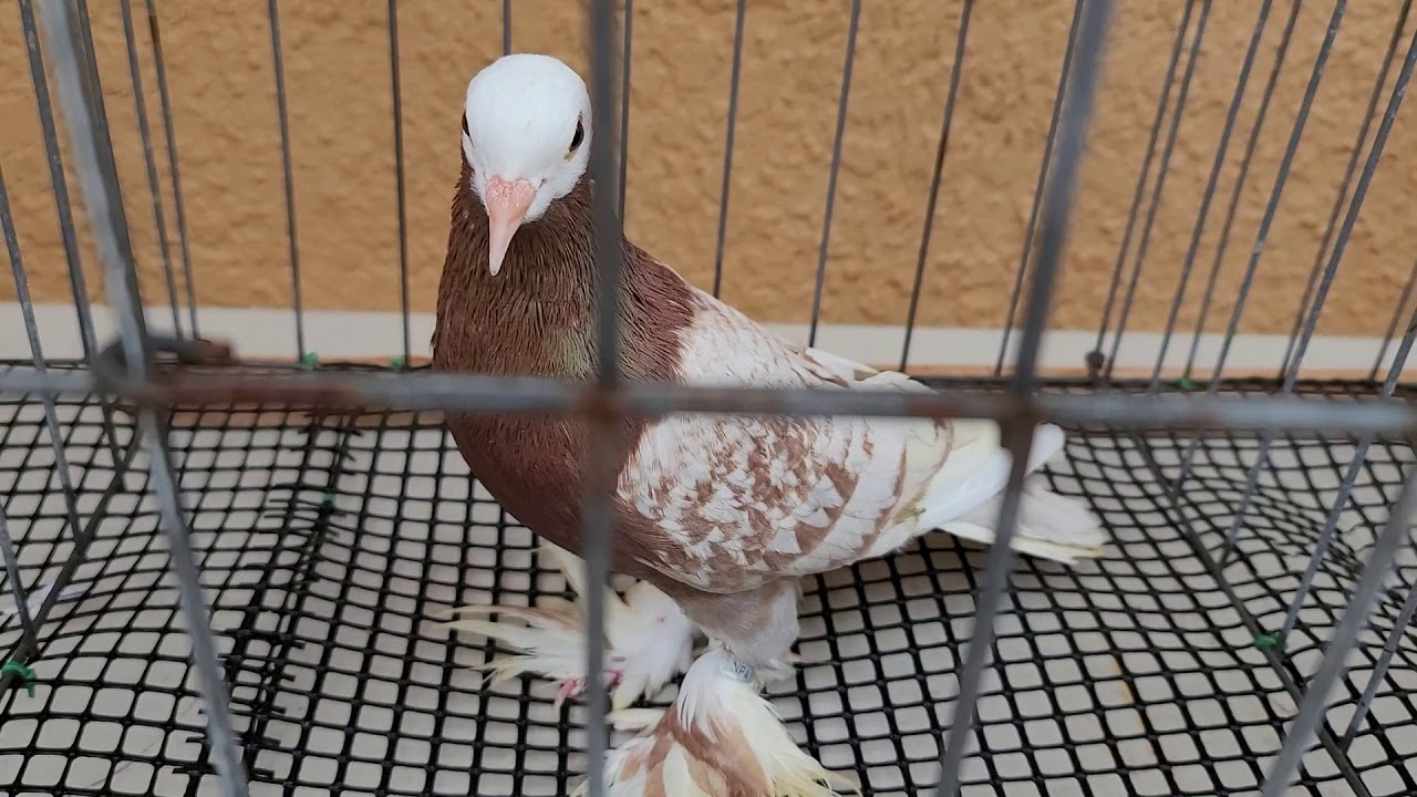 Saxon Monk pigeons for sale @ The RedEyeLoft. Call 321-794-7284 if ...