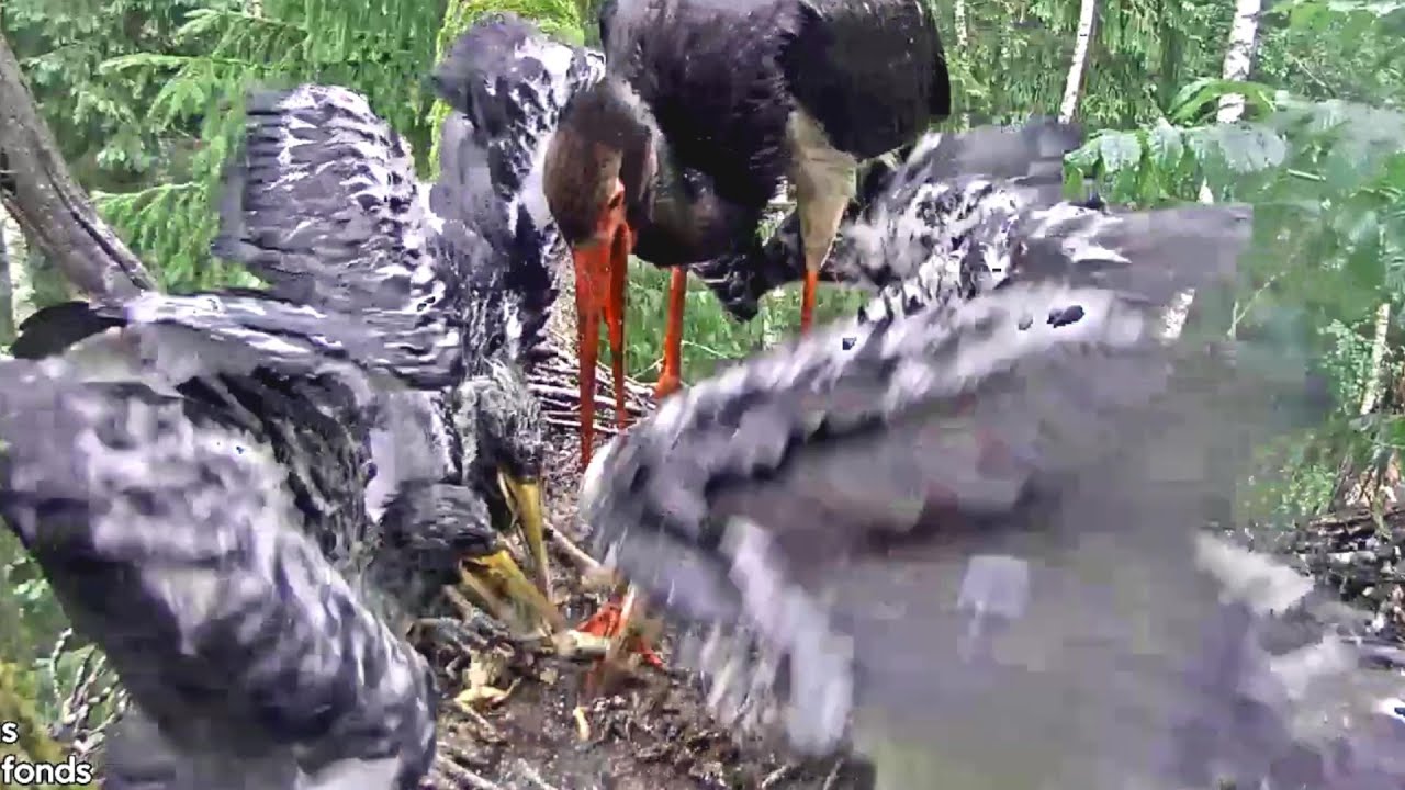 Melnais stārķis~🐸🐸 Dad with a lot of frogs ~2:15 pm 2024/07/04 - YouTube