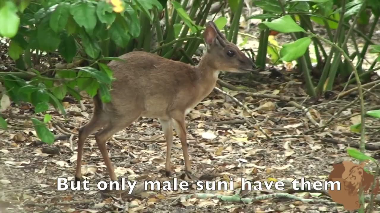 A Suni Antelope Sleeps All Day, Hiding Away From Predators, And Comes ...