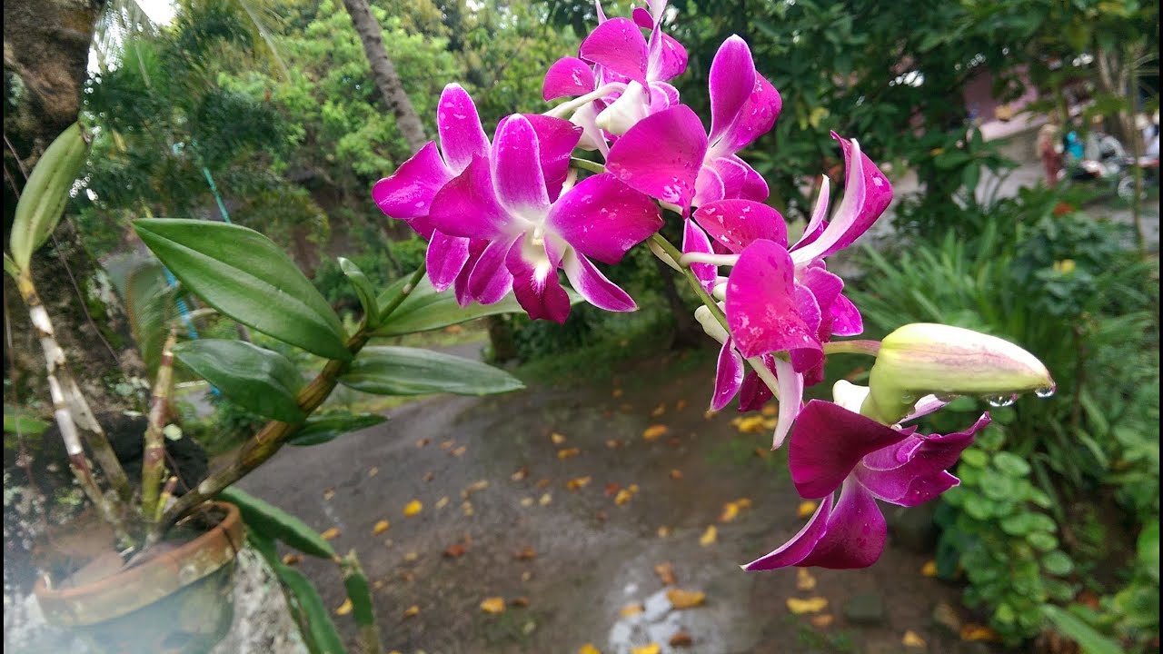 Anggrek merpati#dendrobium crumenatum# - YouTube