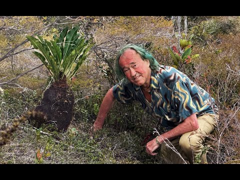 FIELD TRIP WITH PATRICK BLANC IN WEST PAPUA - ANGGI LAKES, HIGHLAND SAVANNA AND MOSSY FOREST