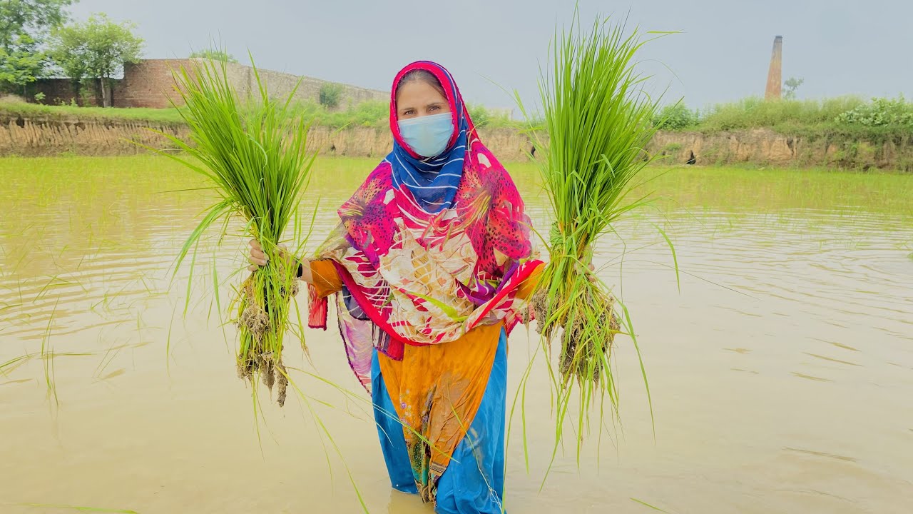 How Rice Transformed a Village: A Tale of Tradition and Resilience ...