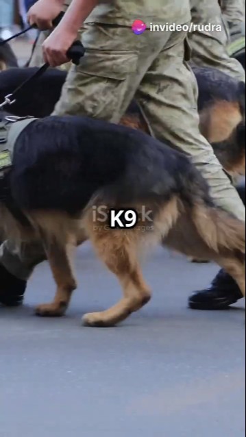 Saluting India’s K9 Heroes #RepublicDay#K9Heroes#IndianArmedForces# ...