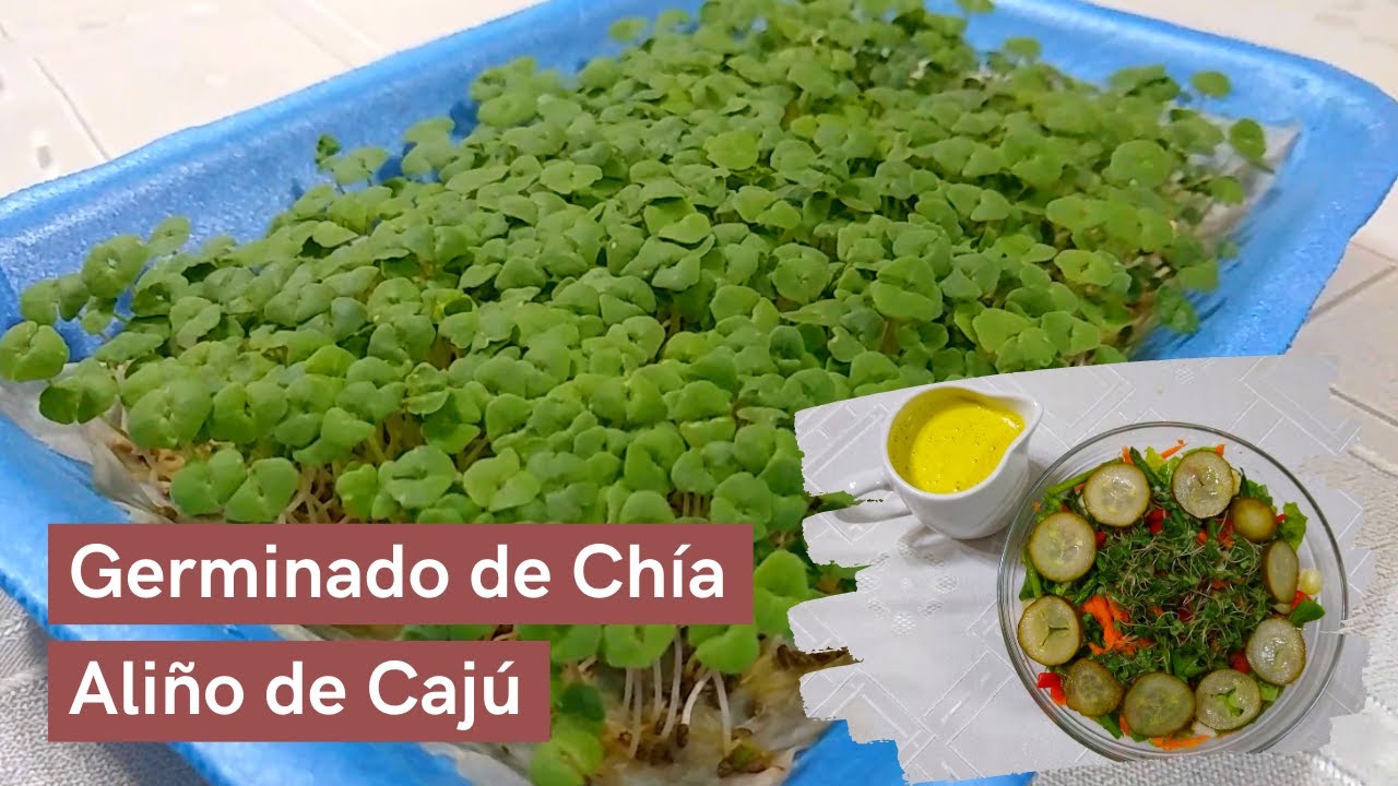 Germinado de Chía en Bandeja y Aliño de Cajú 😍 | Cocinando con Elvira 👩 ...