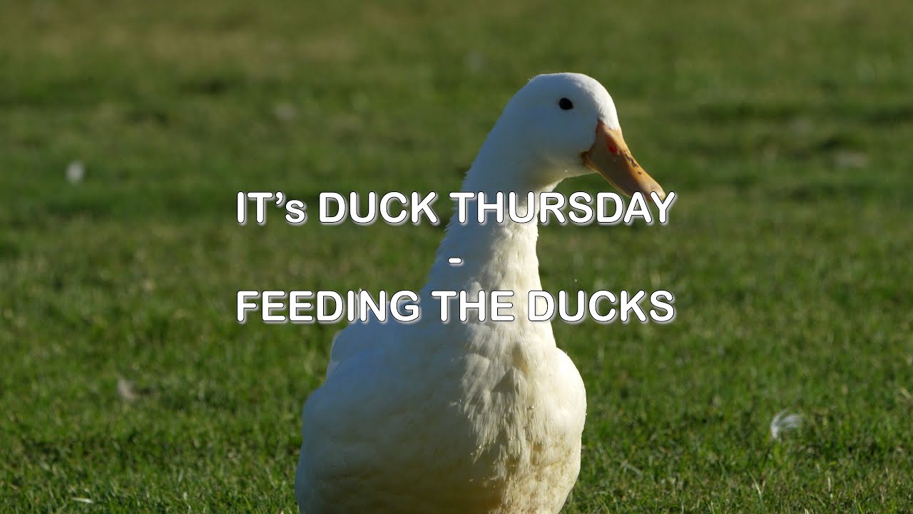 IT's DUCK THURSDAY - FEEDING THE DUCKS in 4K - YouTube
