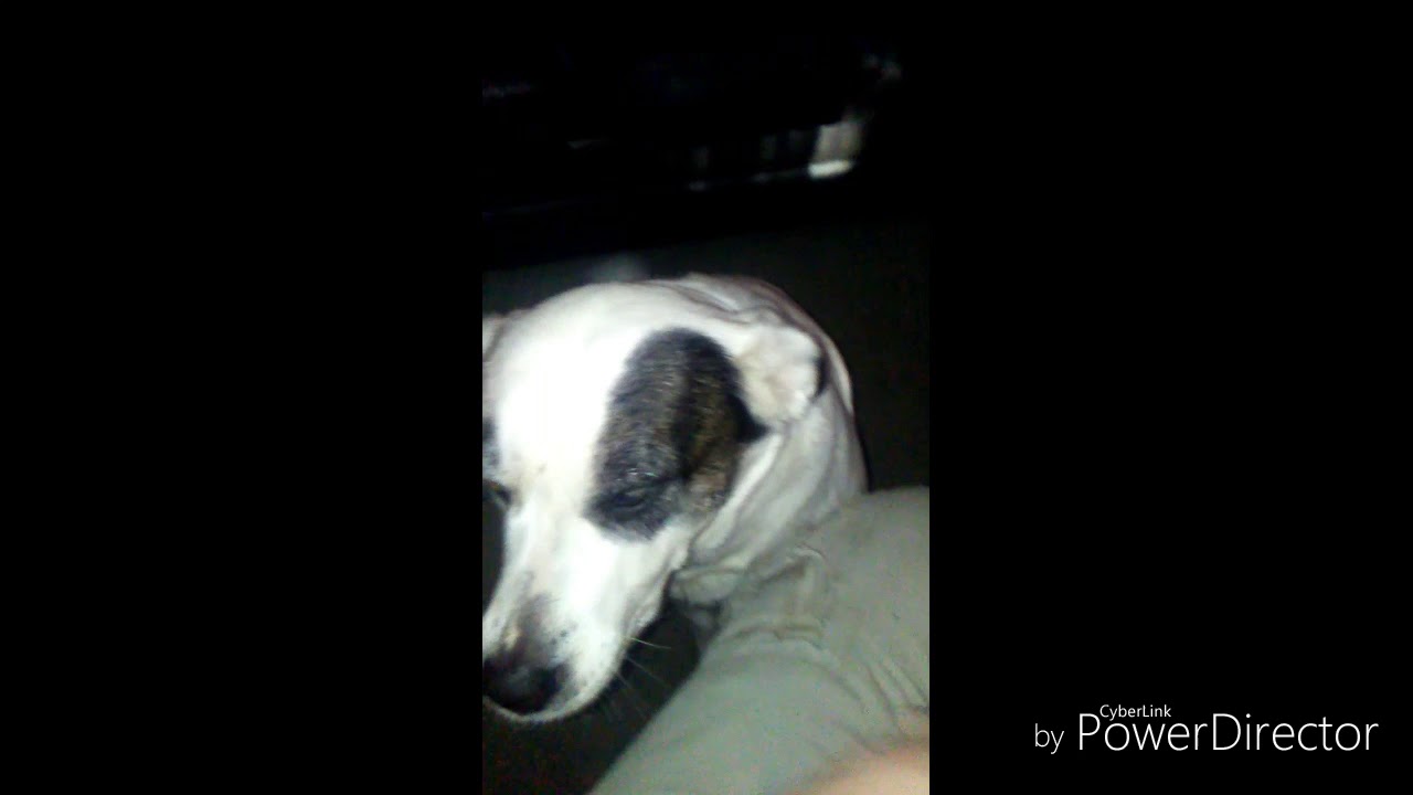 420 and animals pt.2 - YouTube