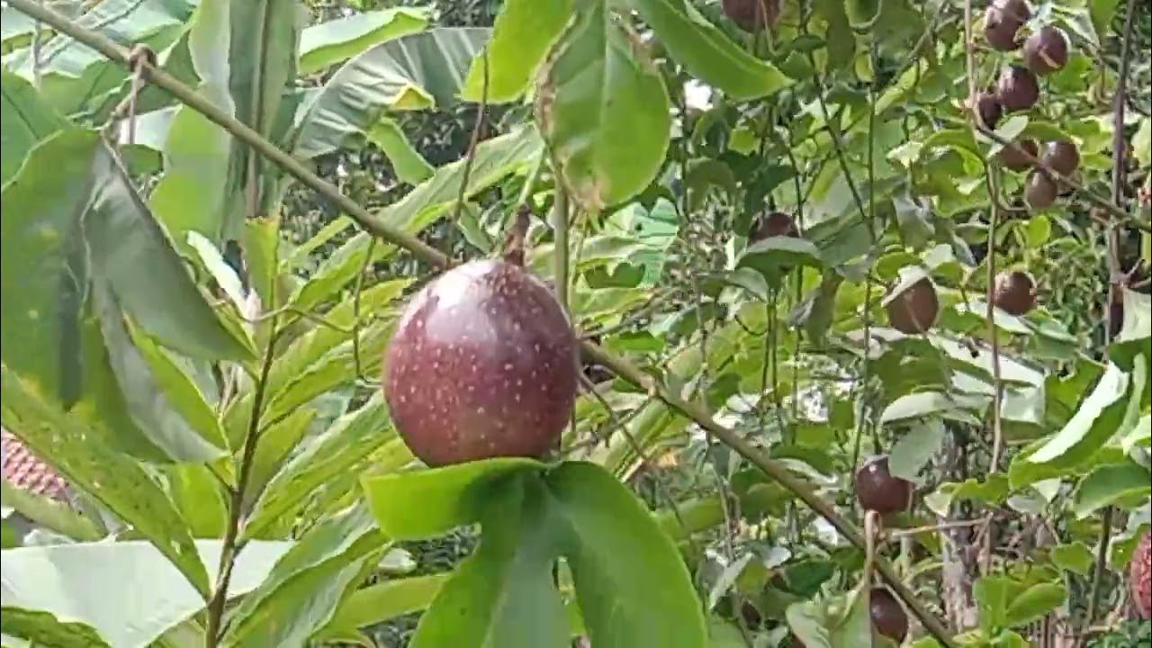 Markisa berbuah lebat - YouTube