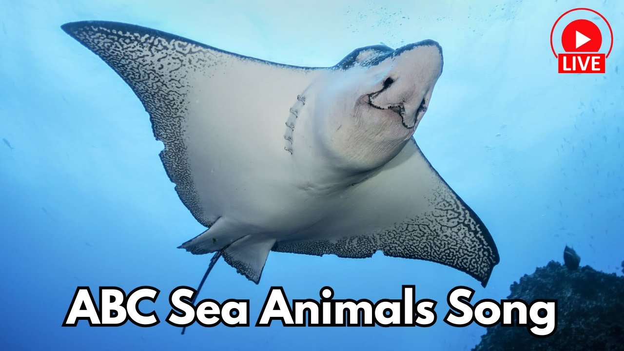 ABC Sea Animals Song - YouTube