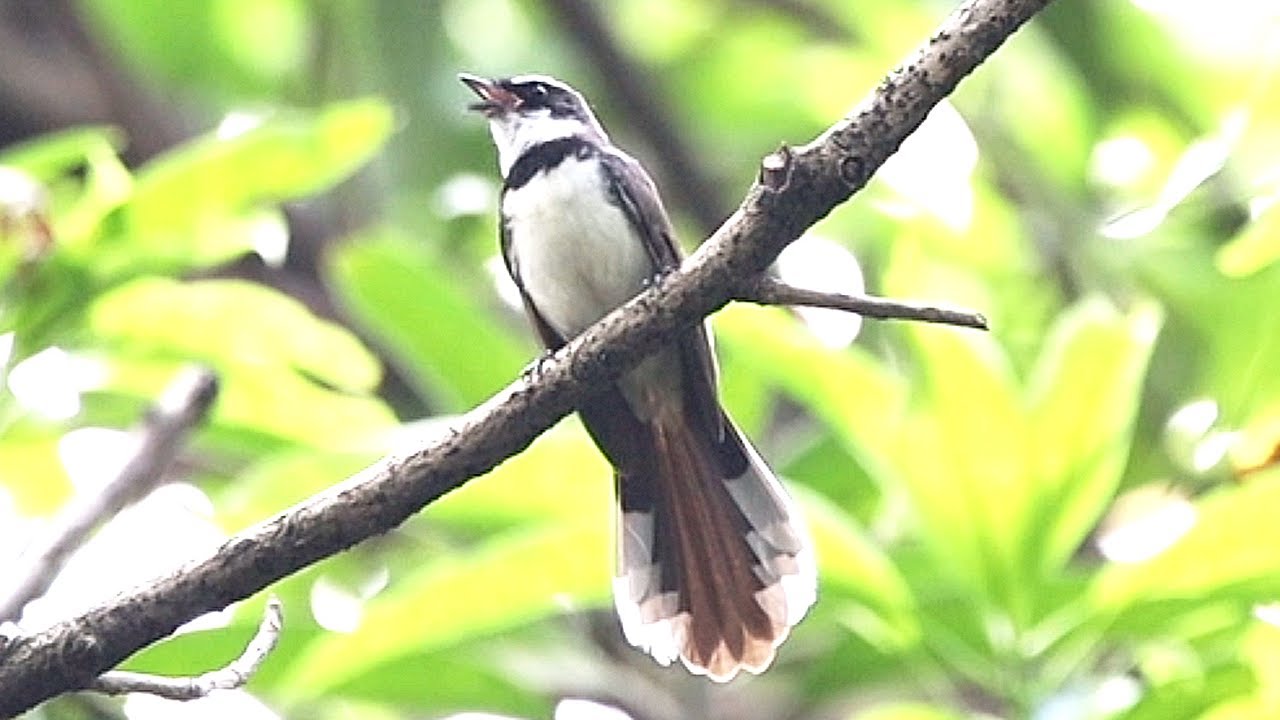 The Whistling Call of Philippine Pied Fantails - YouTube