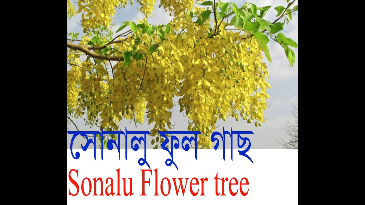 সোনালু গাছের ফুল Sonalu Tree - YouTube