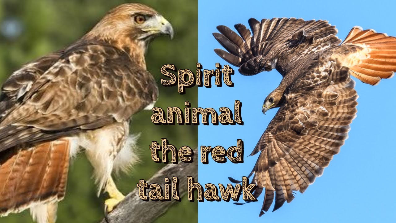Native American Hawk Totem