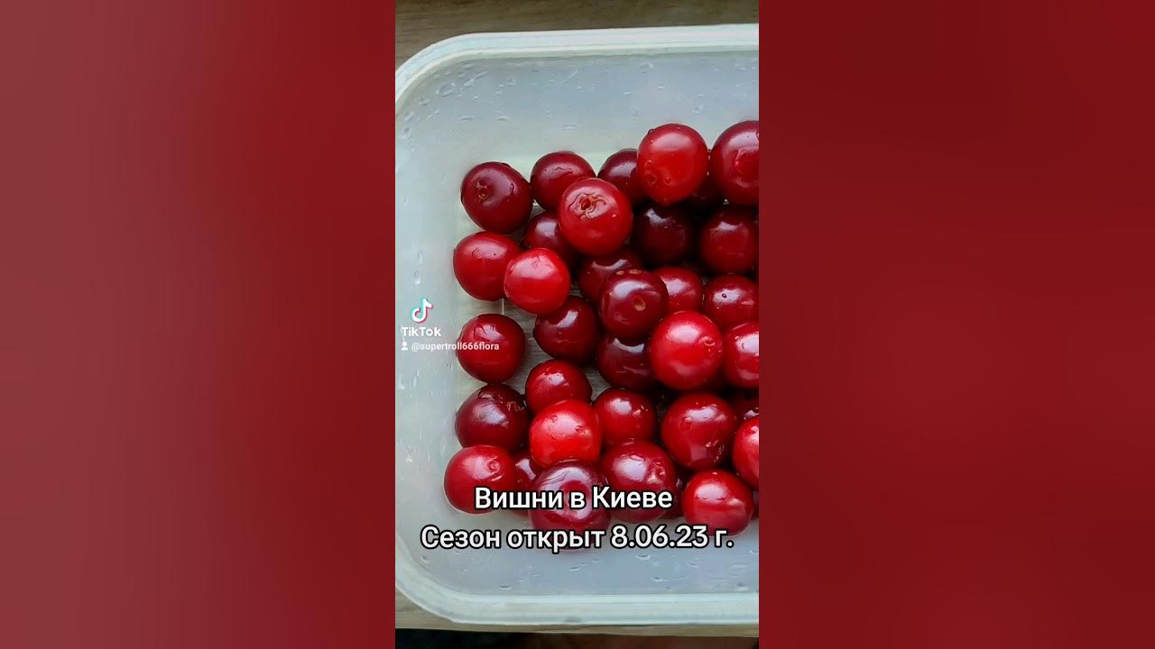 Вишни в Киеве. Сезон открыт 8.06.23 г. #вишни #вишня #урожай2023 # ...