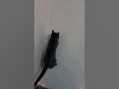 Как кошка лезет на стены! 👈😼 - YouTube