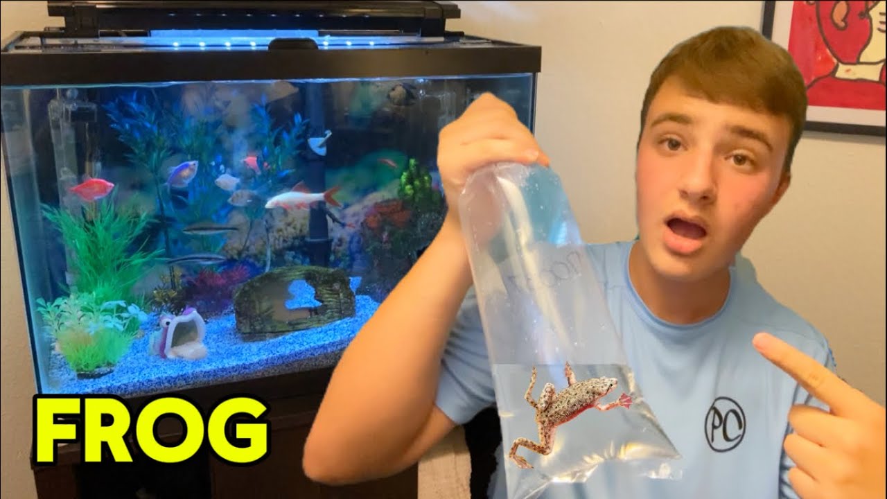 Buying a FROG for the 20G Aquarium!! - YouTube