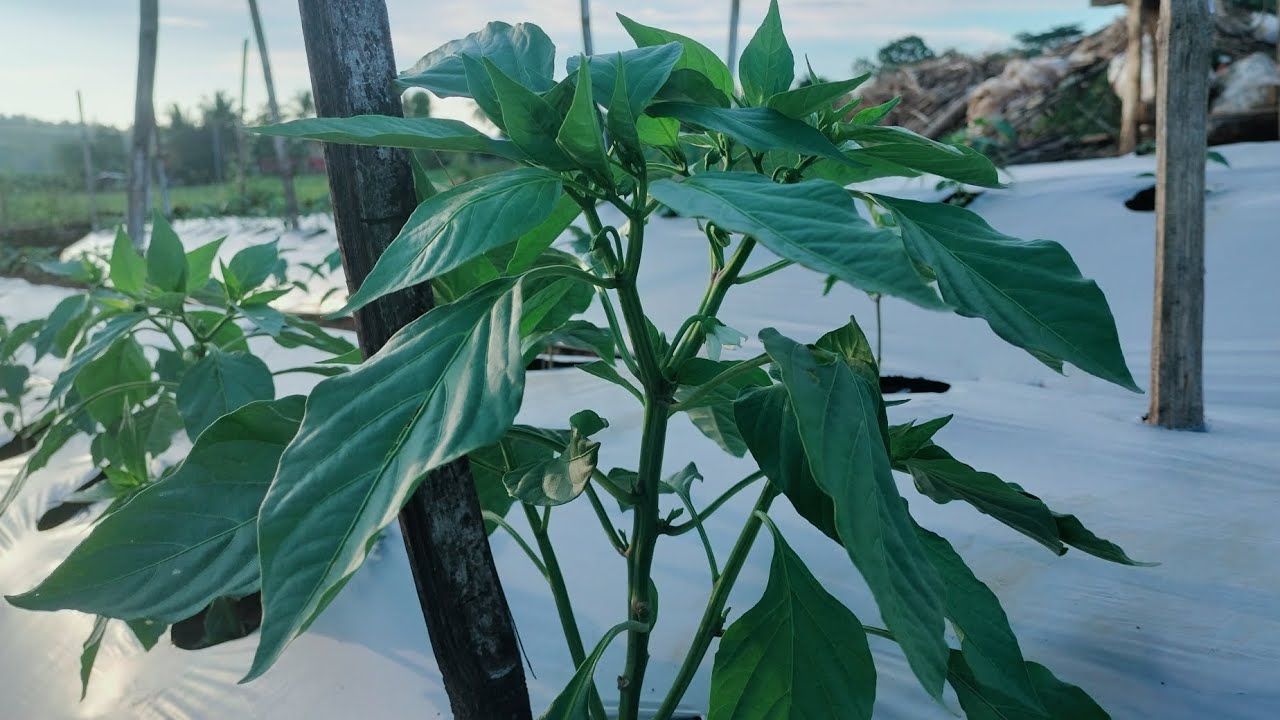 flowering stage, tips for foliar application - YouTube