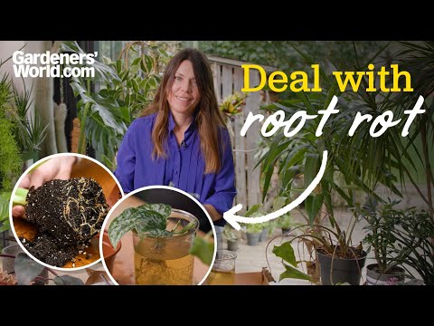 How To Prevent Root Rot In Houseplants