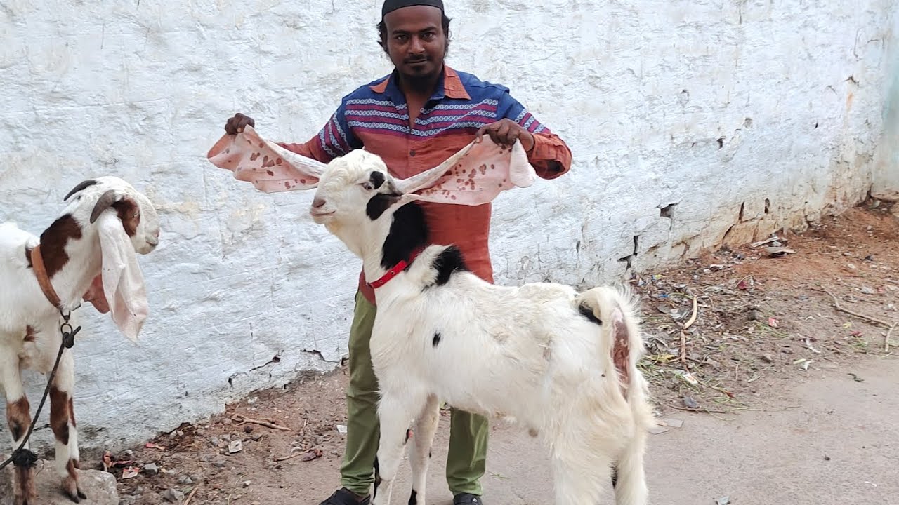 prince breedline hyderabadi breeder bakra at Zafar supari goat farm ...