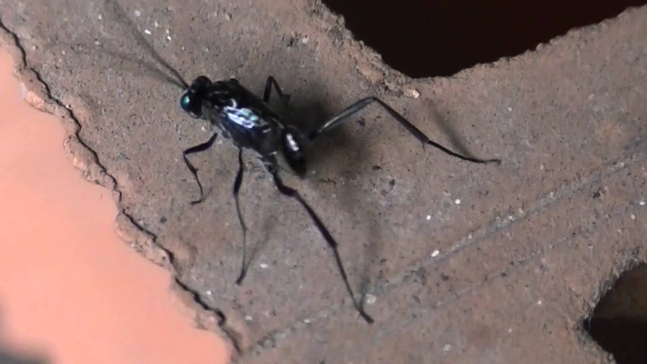 Evania appendigaster ensign wasps (Evaniidae) vespa-bandeira - YouTube