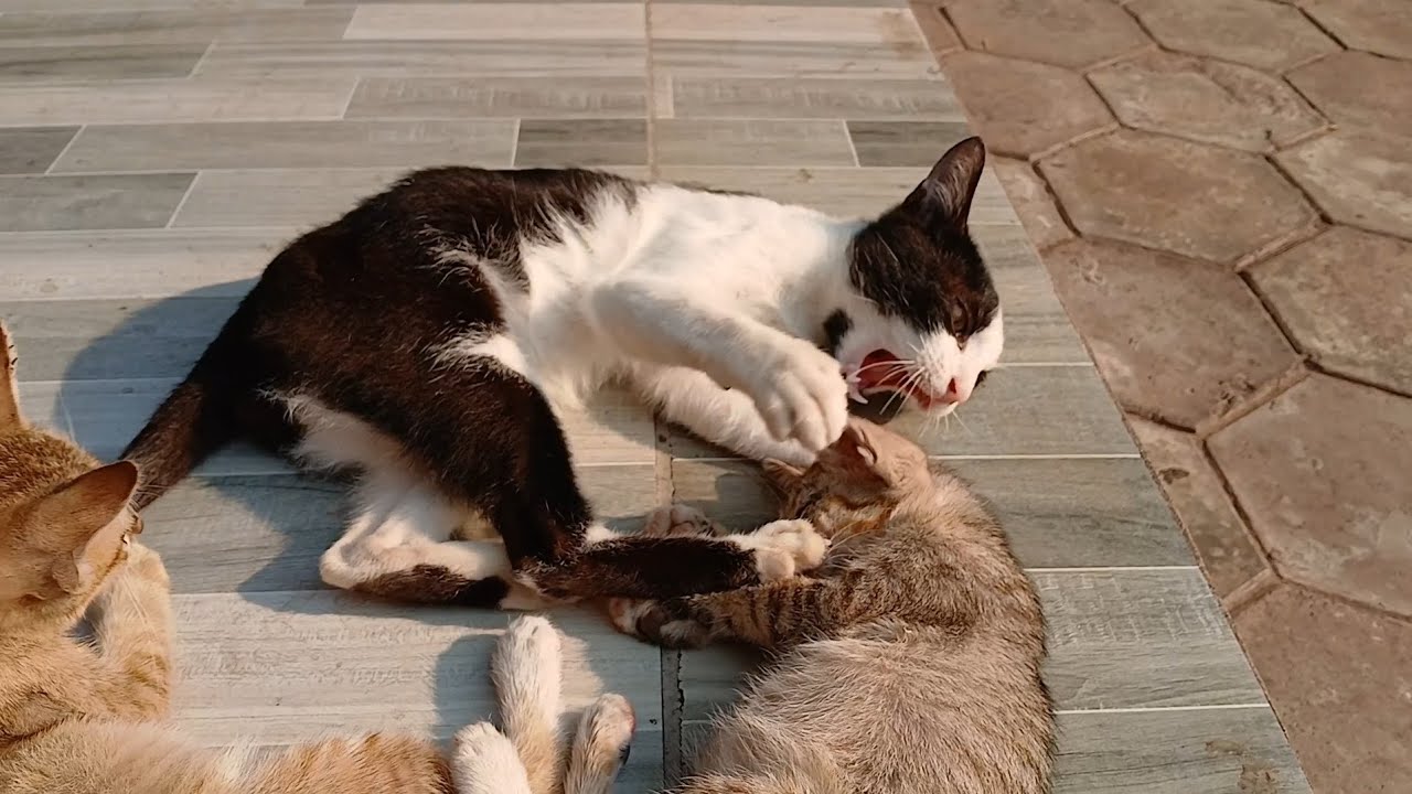 Cute kittens and cat soaks up the sun - YouTube