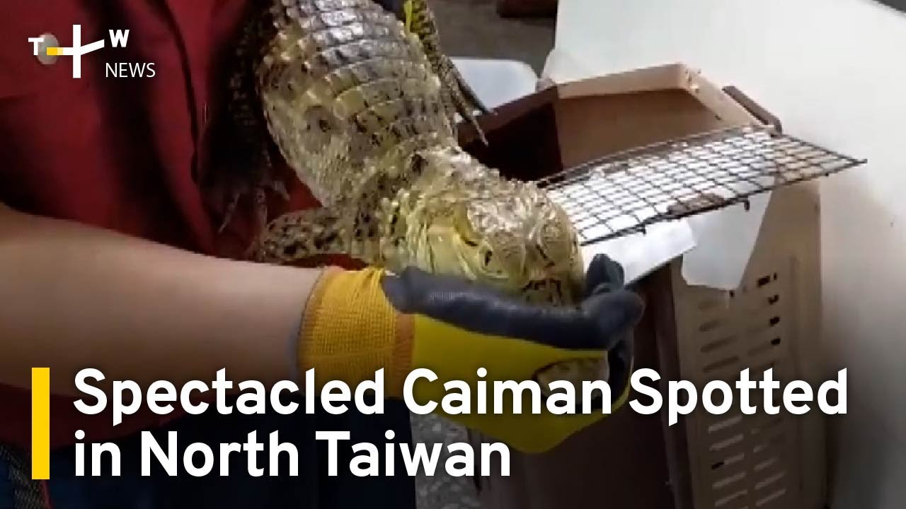 Spectacled Caiman Spotted in North Taiwan | TaiwanPlus News - YouTube