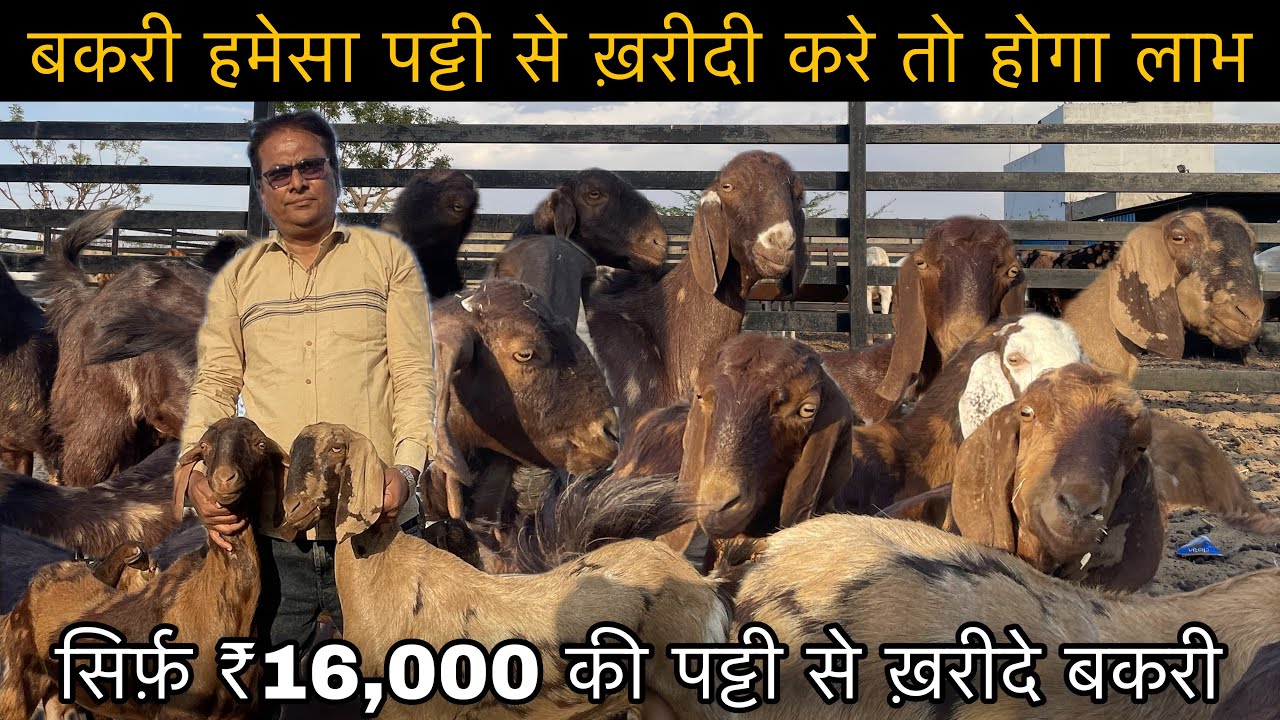 ₹16000@How to start goat/farming |(@India’s largest goat farming)@Shree ...