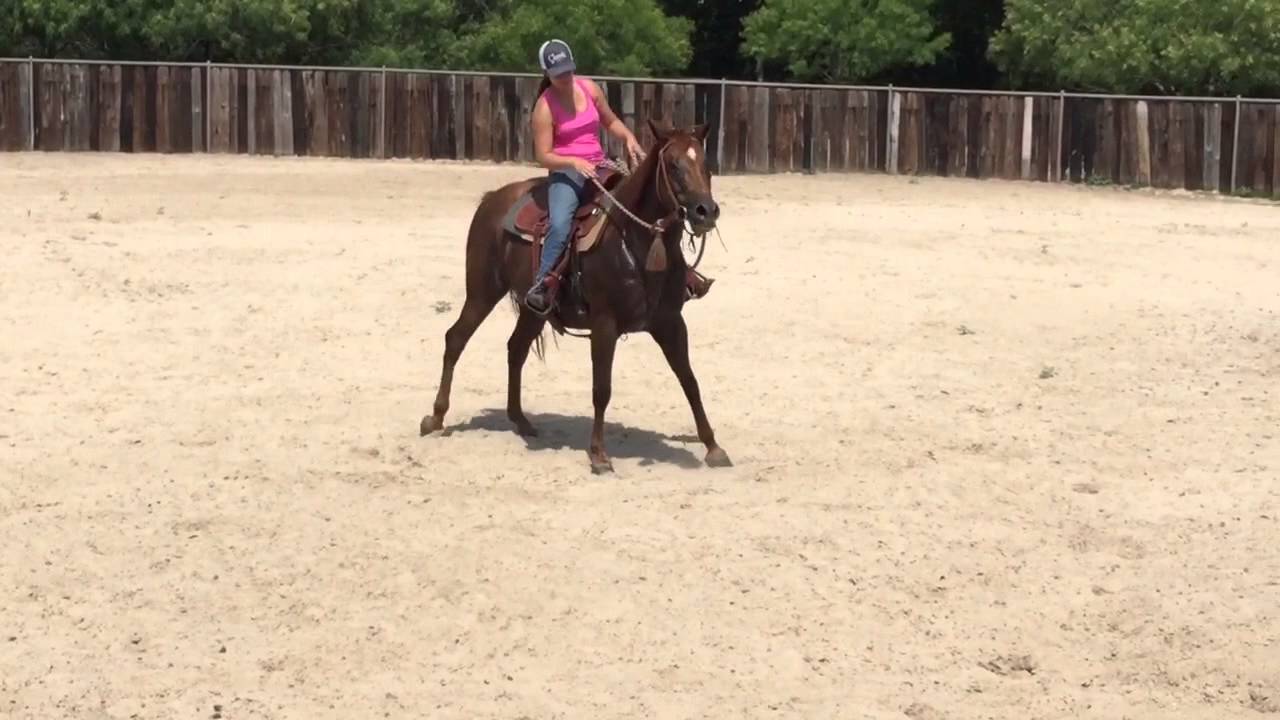 Avery - sorrel mare - YouTube
