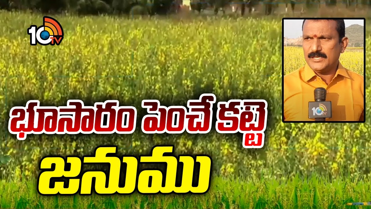 భూసారం పెంచే కట్టె జనుము | Best ways to Increase Soil Fertility ...