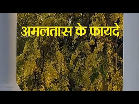 Benefits Of Amaltas अमलताश के फायदे - YouTube