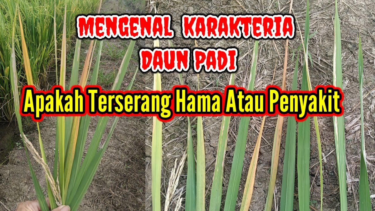 mengenal karakteria daun padi apakah terserang hama atau penyakit - YouTube