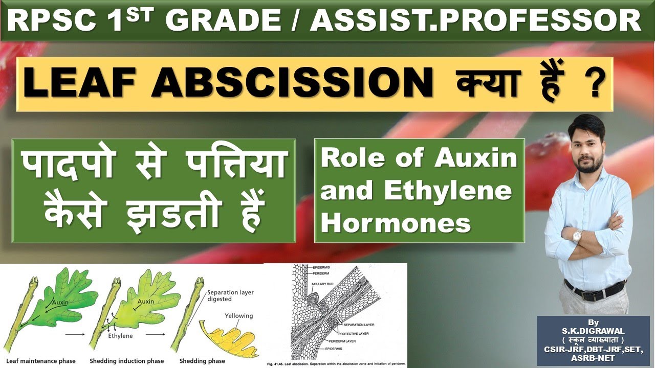 LEAF ABSCISSION MECHANISM l पतियाँ क्यों झडती हैं l HORMONE CONTROL ...