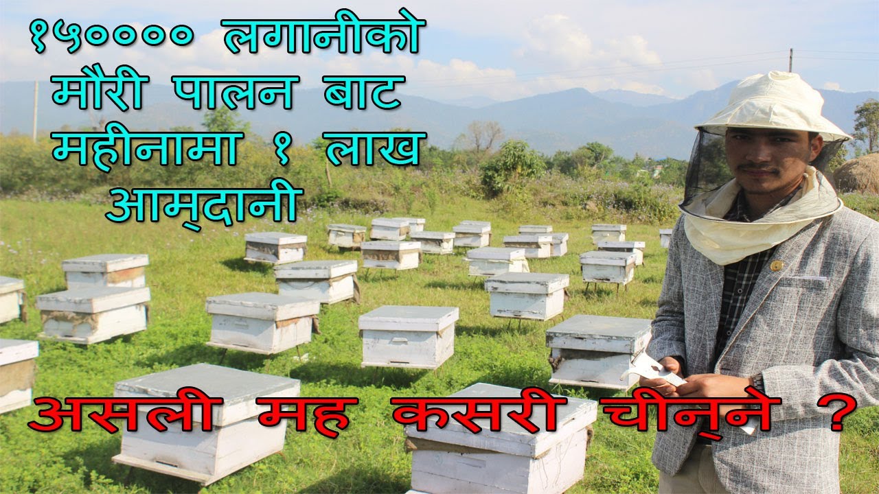 १५०००० को मौरीबाट महिनामा १००००० चोखो आम्दानी । Honey bee farming in ...