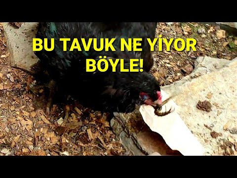 KORKUSUZ CESUR TAVUKLAR !!