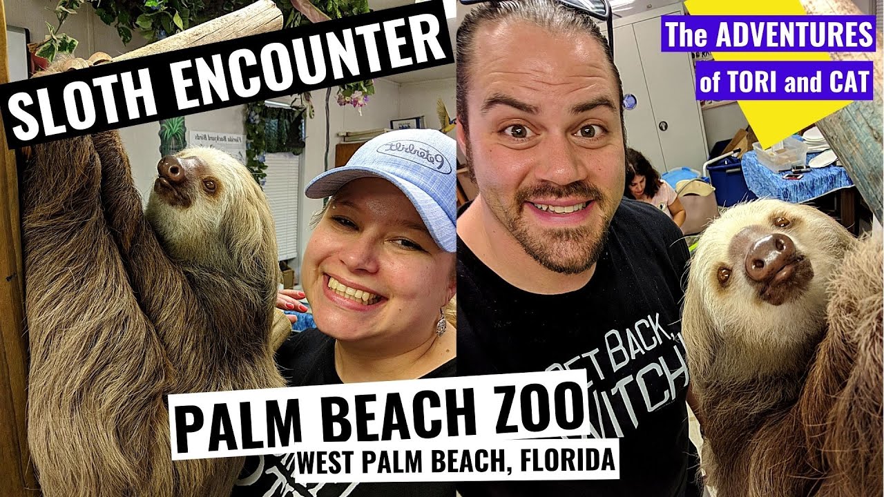 Sloth Encounter, Palm Beach Zoo, West Palm Beach Florida - YouTube