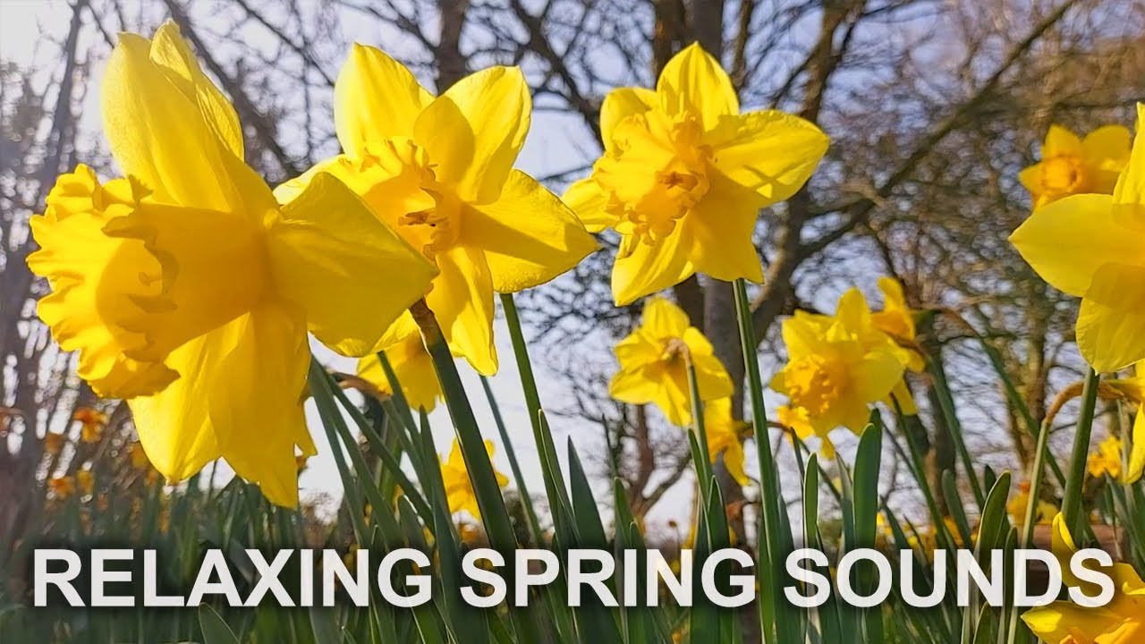 Spring Birdsong Ambience - Dancing Golden Daffodils - Relaxing Sounds ...