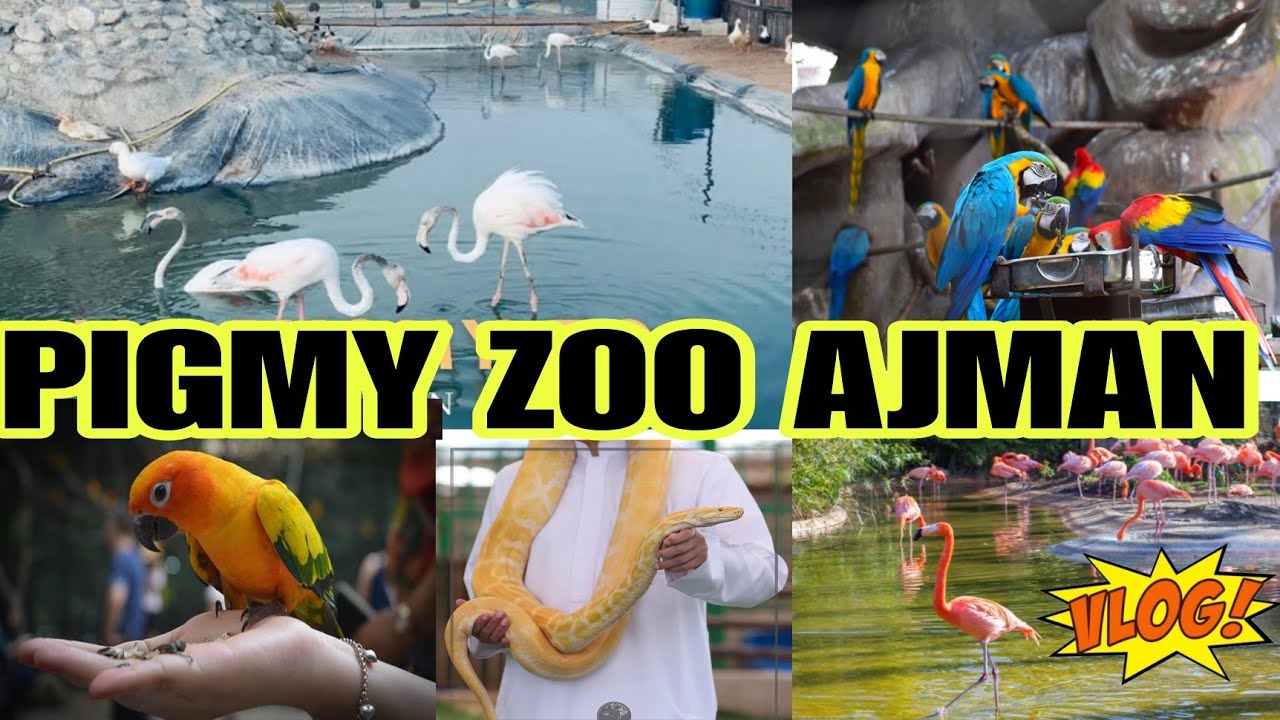 Must Visit UAE Pygmy Zoo Feeding Farm Petting Birds Animal Park In ...
