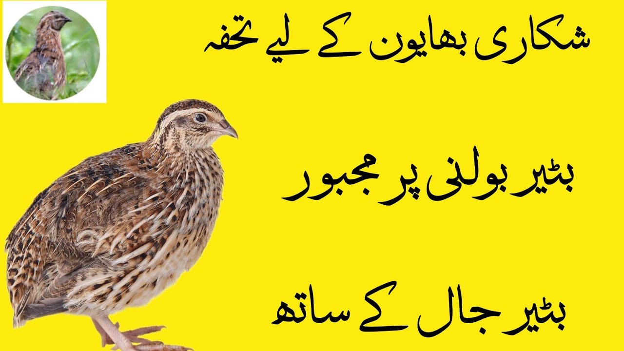 female quail call maadi batair ki awaz 2024 batair ki awaz #batair # ...