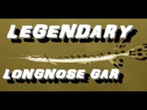 Red Dead Redemption 2 - Fishing for the Legendary Longnose Gar - YouTube