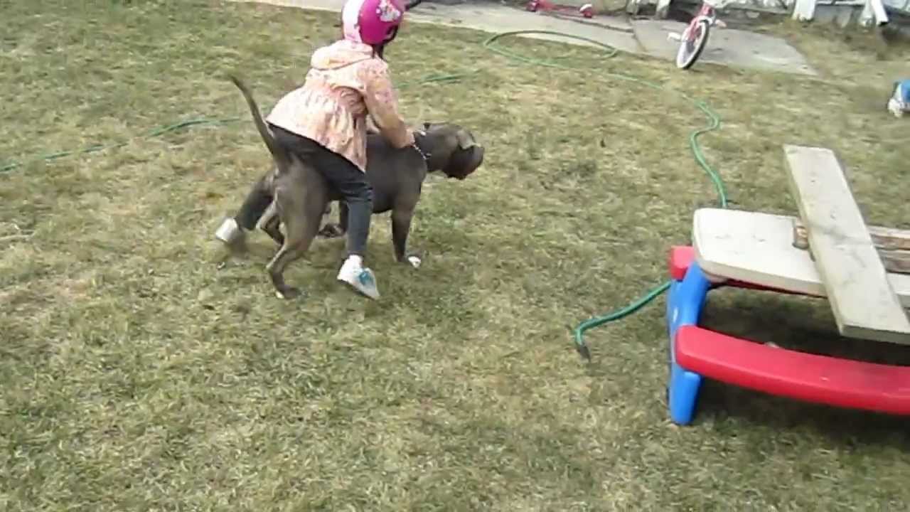 Cutest Kid riding a Pitbull - YouTube