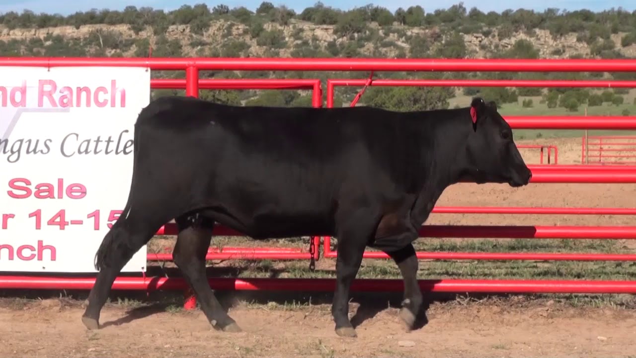 Flying W Diamond Ranch Lot 9 - YouTube