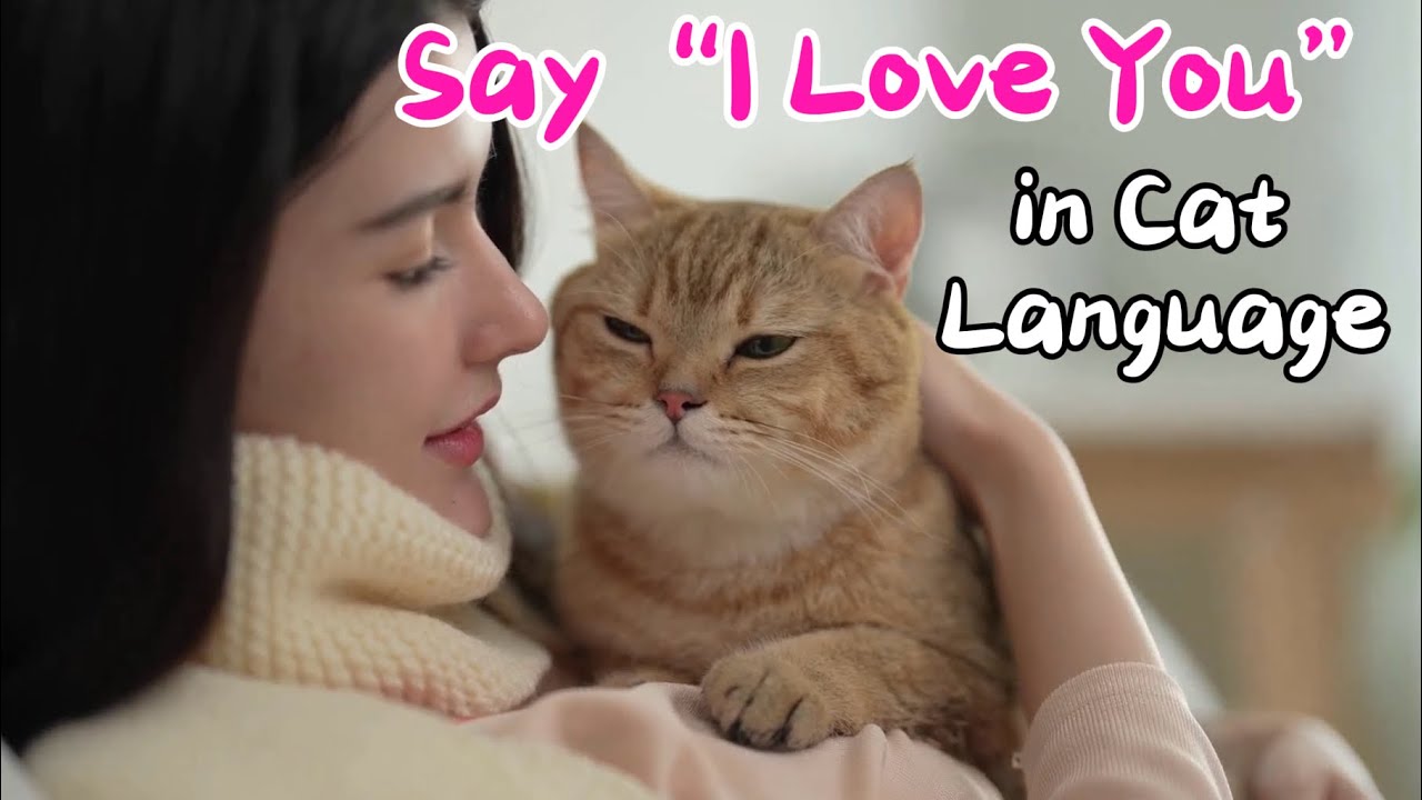 Say “I Love You” in Cat Language 😽 10 Meaningful Ways - YouTube