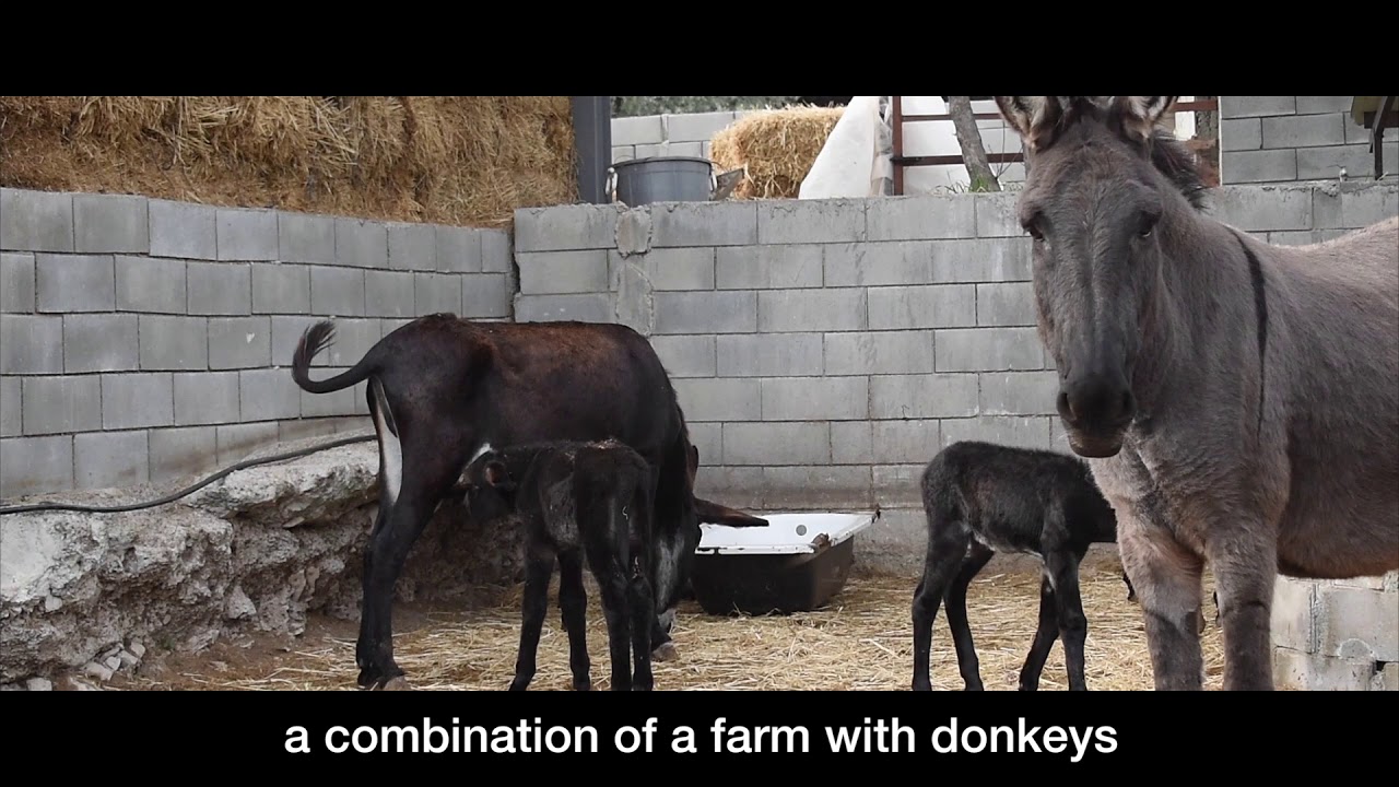 Golden Donkeys Farm - YouTube