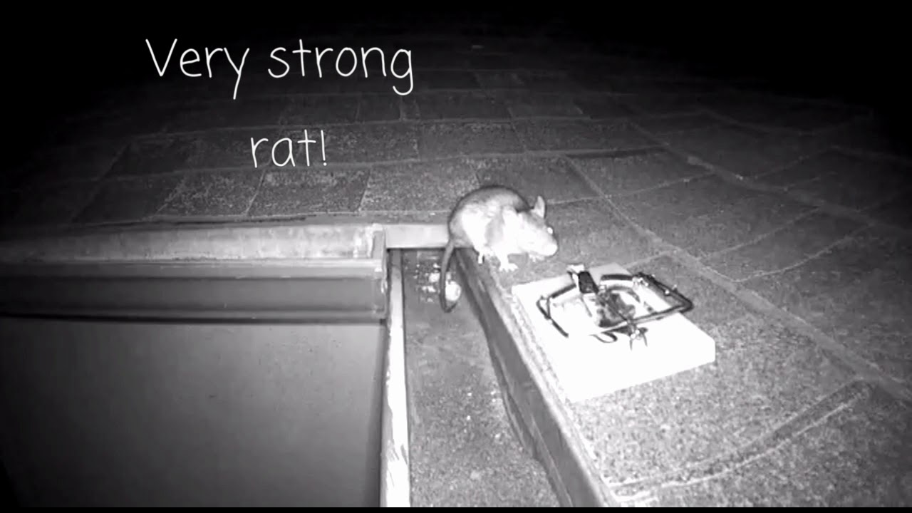 TomCat Rat Trap (Fail) - YouTube